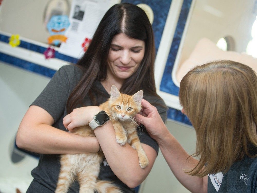 Windsor humane society puts best paws forward at shelter open house ...
