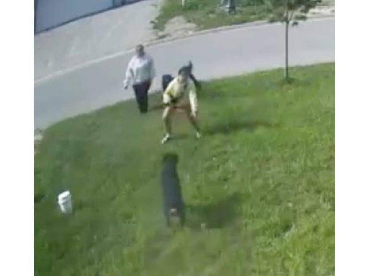 Mother seeks action after two dogs attack her dog on Amherstburg street ...