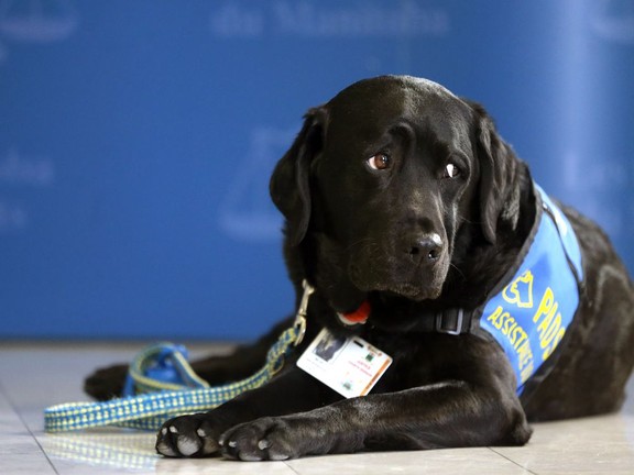 LAW DAY: Victim services intervention dog helps children deal with ...