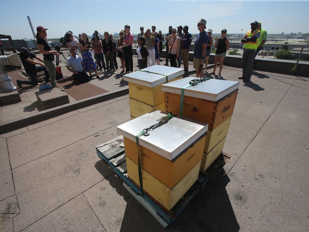 Urban beekeeping | Winnipeg Sun