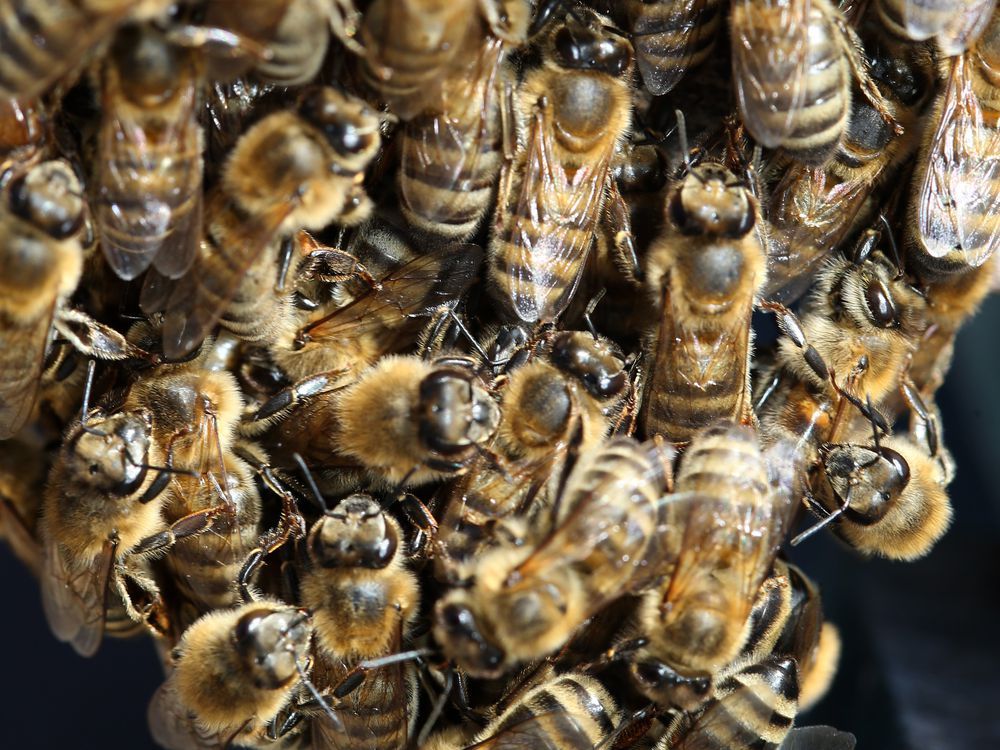 MEET THE BEES: City is abuzz with urban beekeeping | Winnipeg Sun