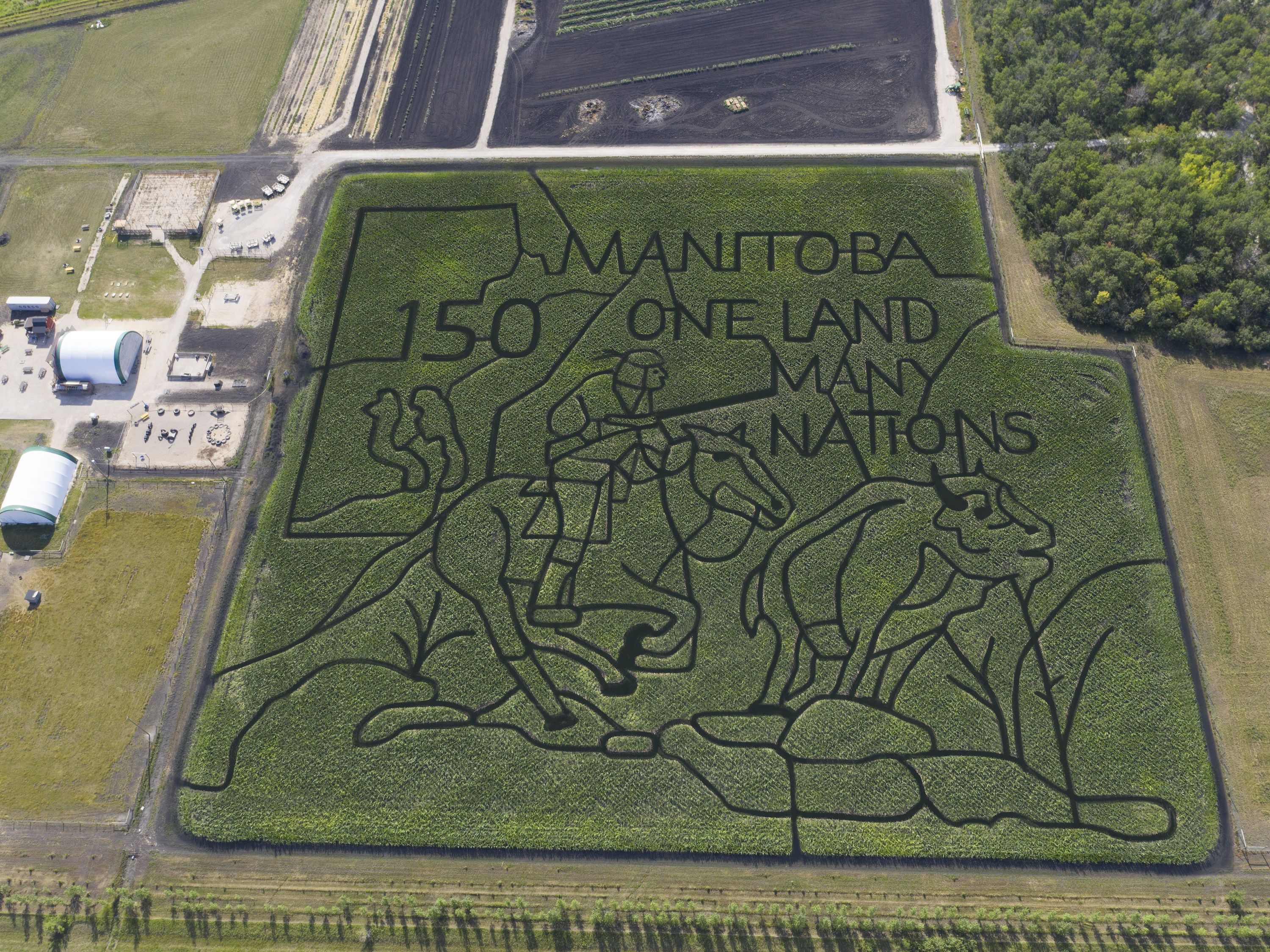 Corn maze marks Manitoba 150, pays tribute to First Nations people ...