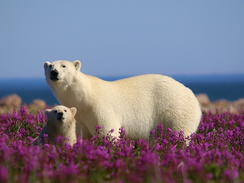 BROADWAY NOTES: Polar bear may join the Bison as official emblem of ...