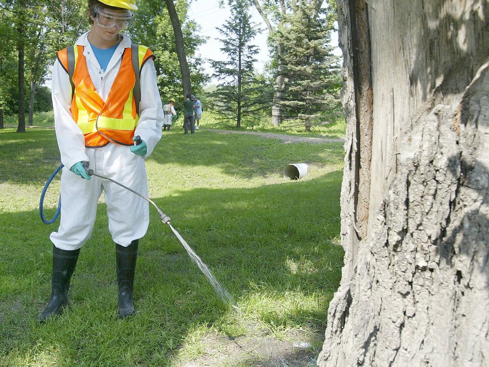 Elm Bark Beetle Control Program continues Monday | Winnipeg Sun