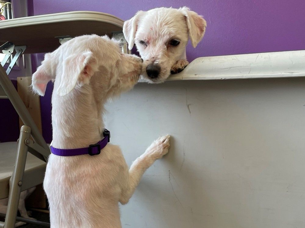 First of 68 recently rescued dogs up for adoption: Humane Society ...