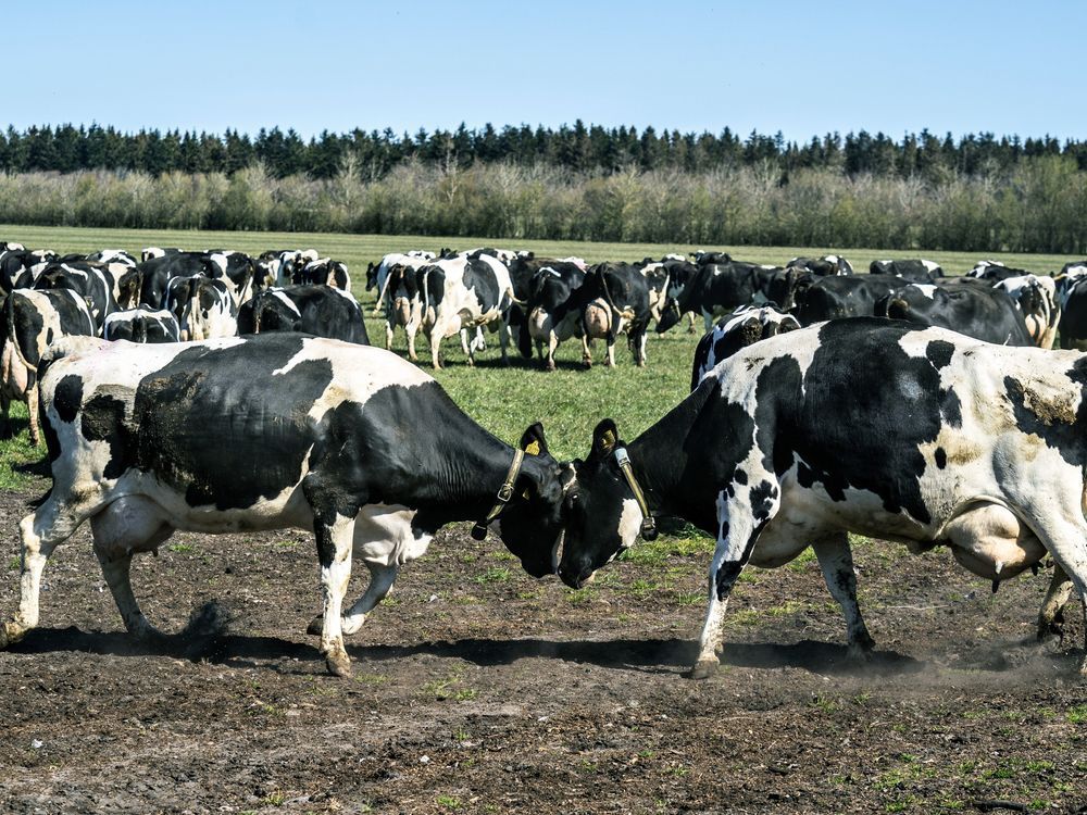 Denmark reports cases of bluetongue disease that can be fatal to sheep but is harmless to humans ...