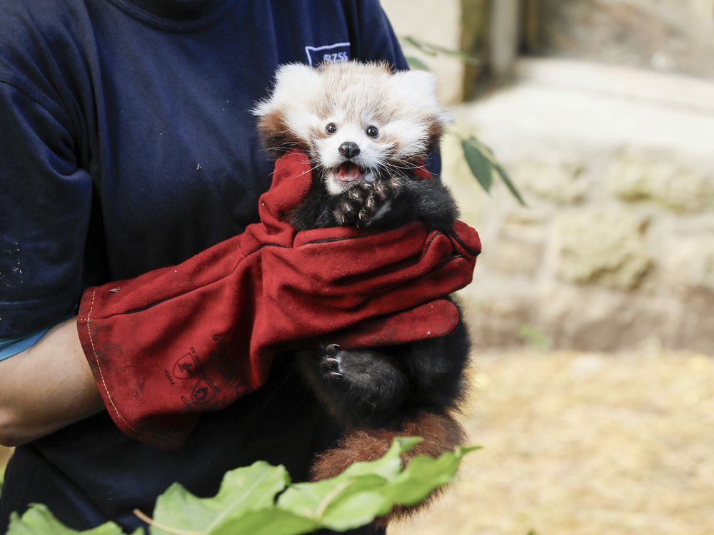 Edinburgh Zoo blames fireworks for death of baby red panda | Winnipeg Sun