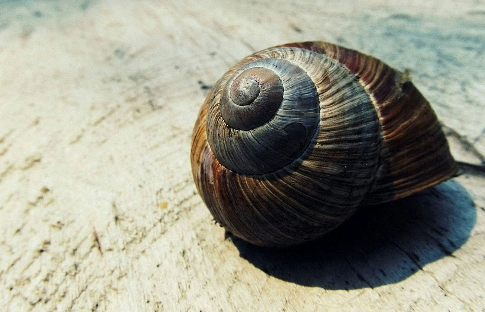 Meet the tiny snails that could help stop toxic algae blooms — and ...